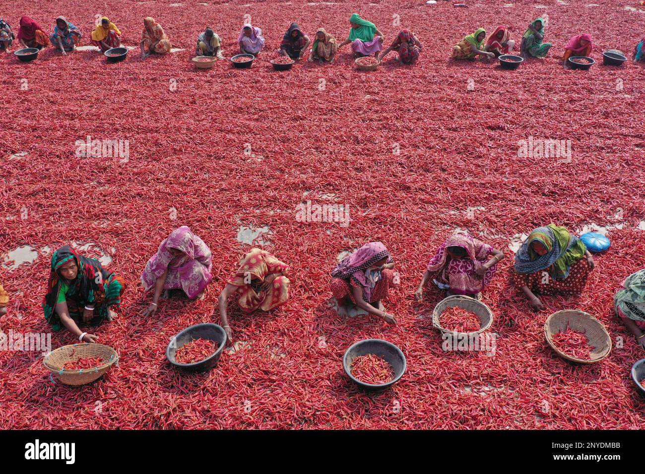 Chilli processing hi-res stock photography and images - Alamy