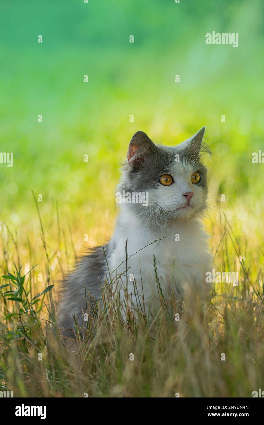 Outdoor life of inquisitive cats exploring the garden. Inquisitive cat ...