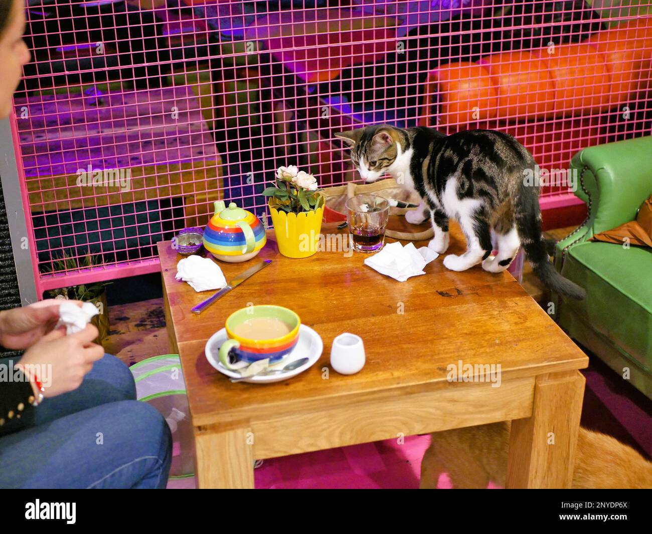 Crazy cat cafe hi-res stock photography and images - Alamy