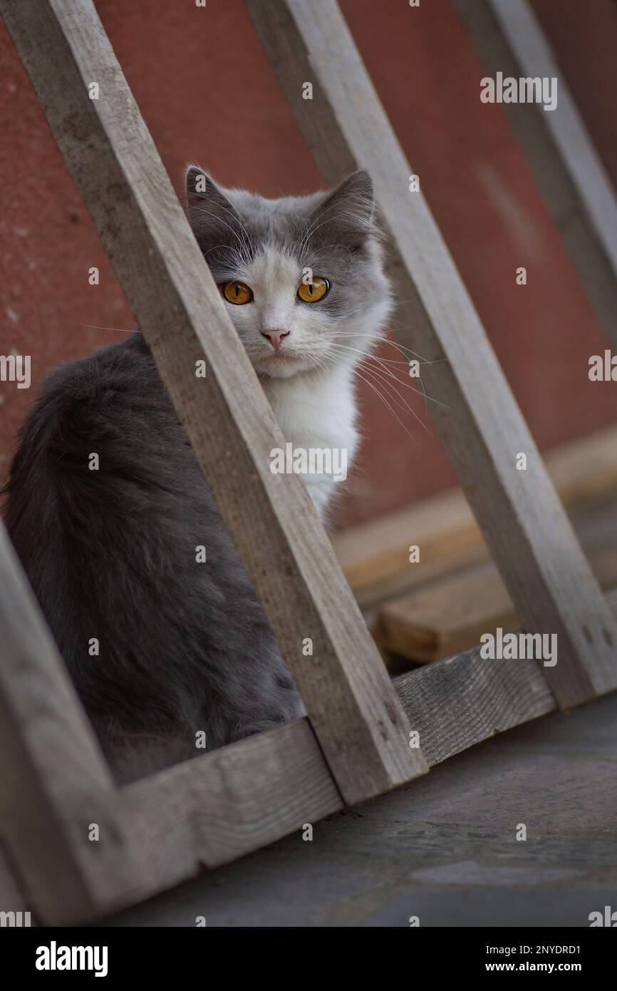 Benefits of walking outside hi-res stock photography and images - Alamy