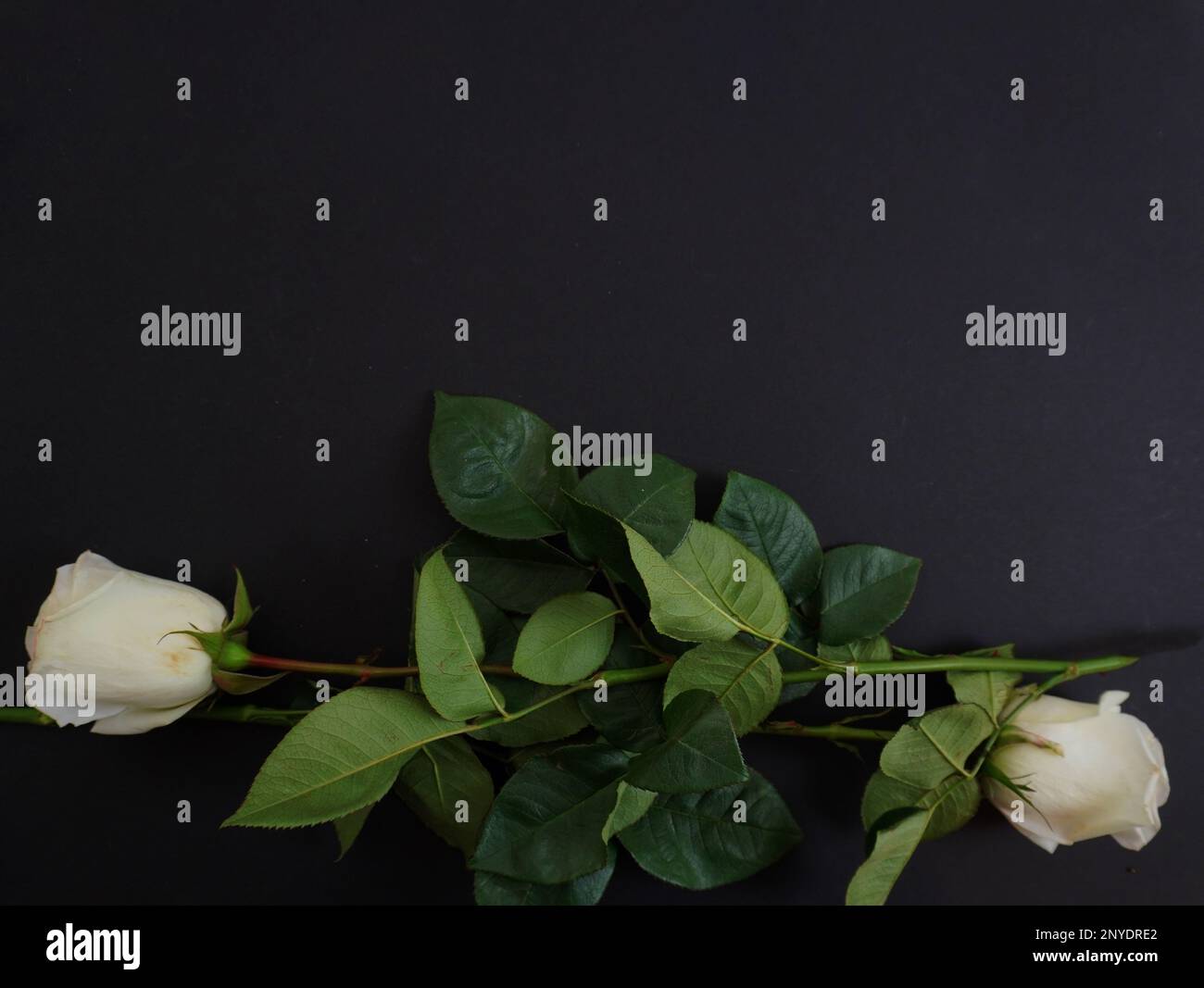 Funeral or wake invitation with white roses. Can also be used as a ...