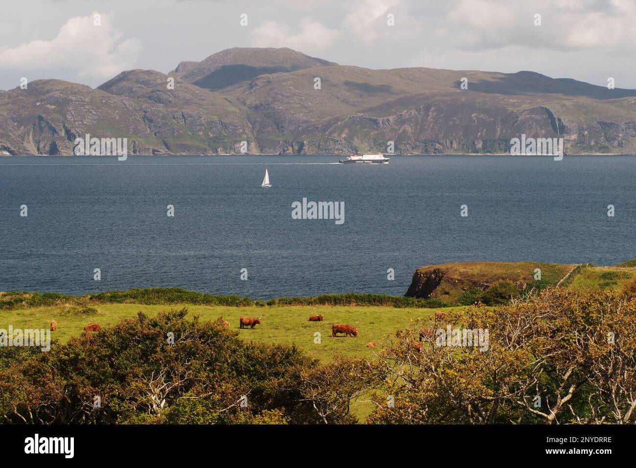 Scotland ferry cows hi-res stock photography and images - Alamy