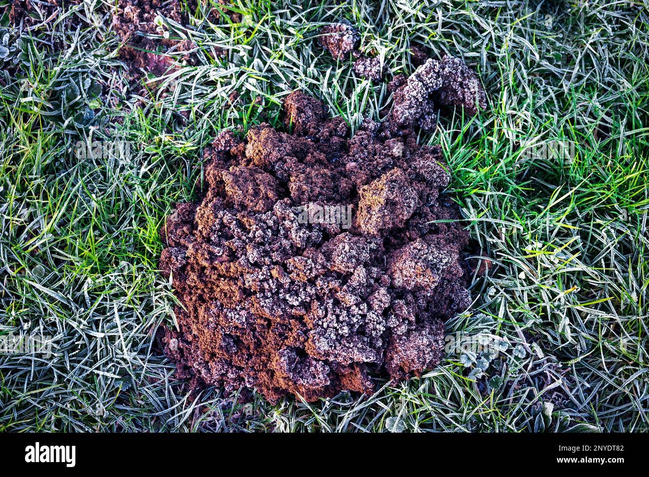 Big pile of feces nearly decomposed Stock Photo - Alamy