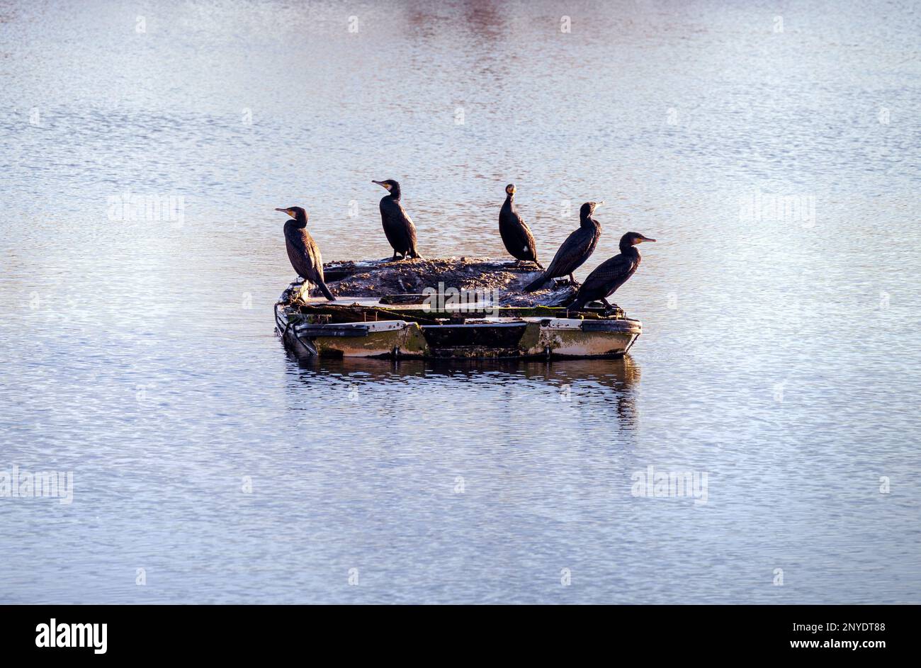 Birds sunbathing hi-res stock photography and images - Alamy