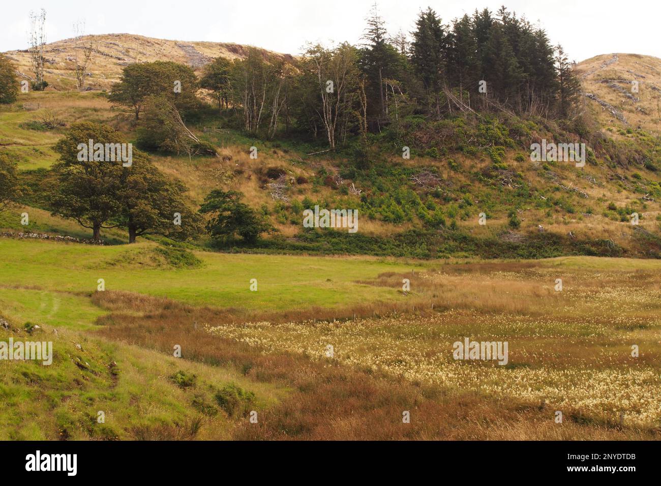 Landscape near Glengorm Castle, Mishnish, Mull, Scotland. UK showing ...
