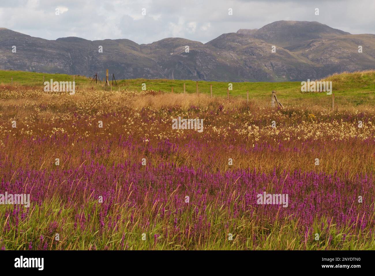 Landscape near Glengorm Castle, Mishnish, Mull, Scotland. UK showing ...