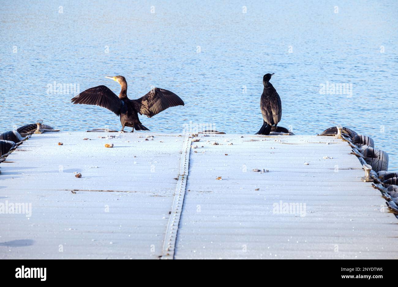 Couple of black heron birds sunbathing 2 Stock Photo - Alamy