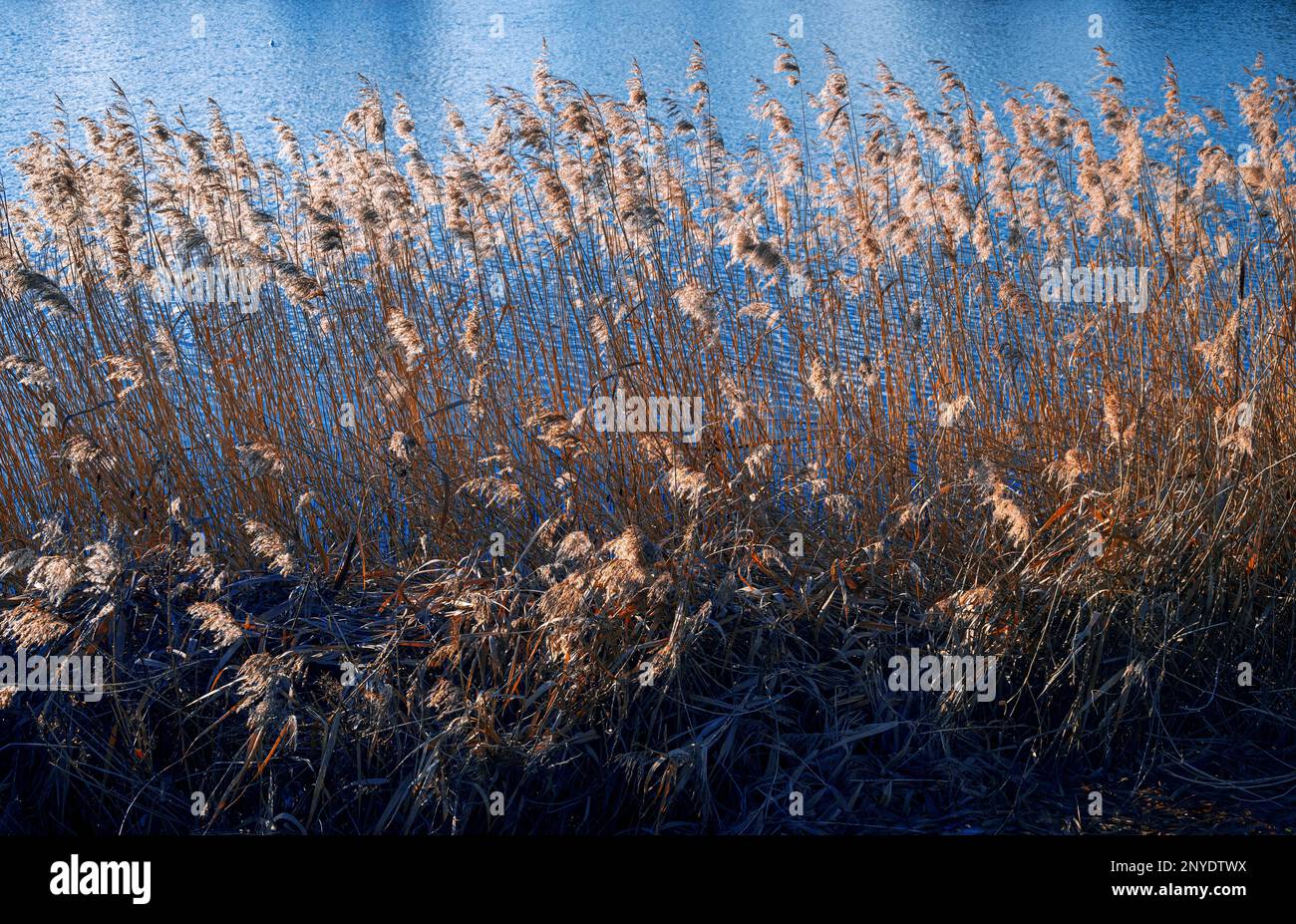 Dry fluffy water reeds grass hi-res stock photography and images - Alamy