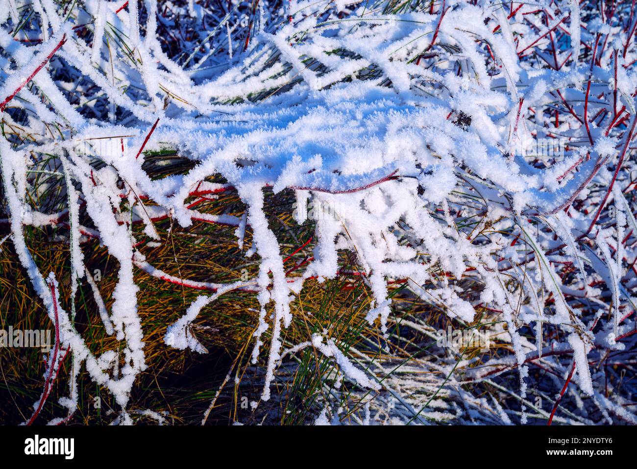 Early snow in December - leftover snow on bush Stock Photo - Alamy