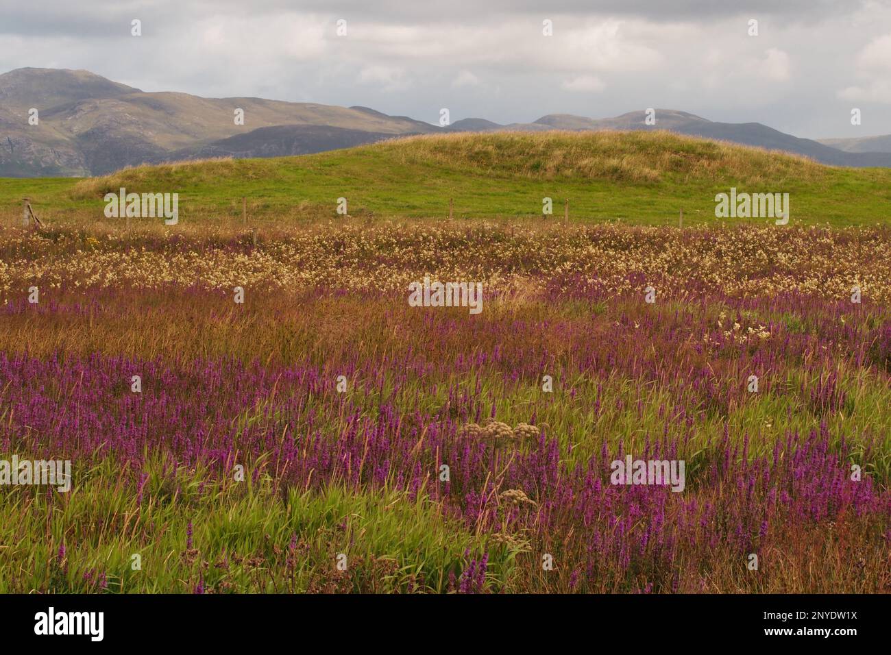 Landscape near Glengorm Castle, Mishnish, Mull, Scotland. UK showing ...