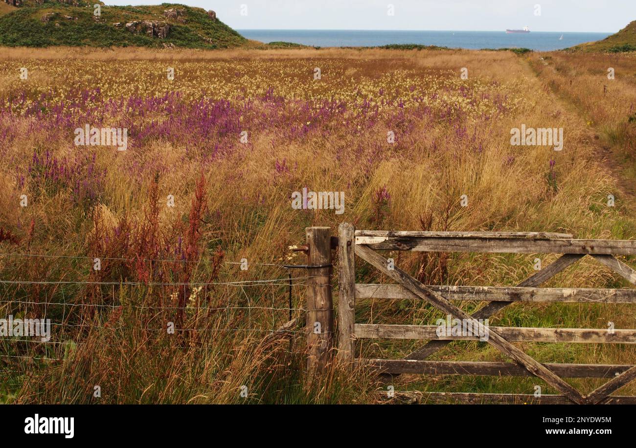 Landscape near Glengorm Castle, Mishnish, Mull, Scotland. UK showing ...
