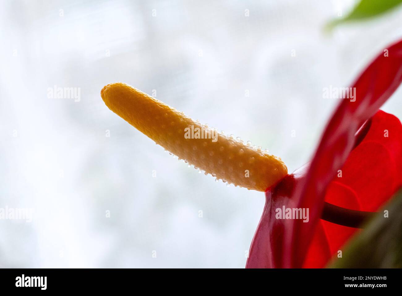 Orange spadix of Red Anthurium closeup in summer garden Stock Photo - Alamy