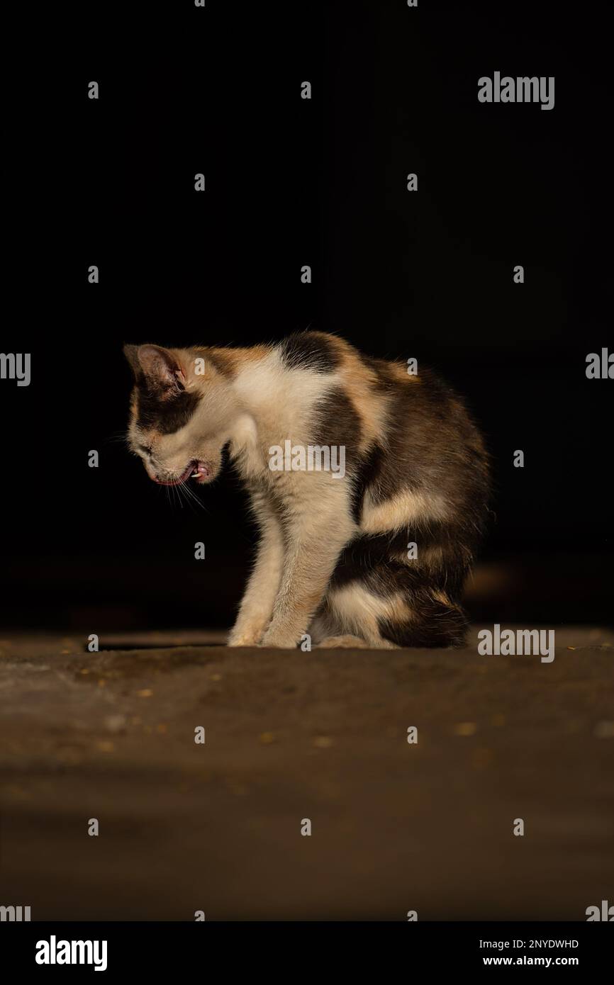 Hungry unhappy stray cat is crying on street and waiting their new ...