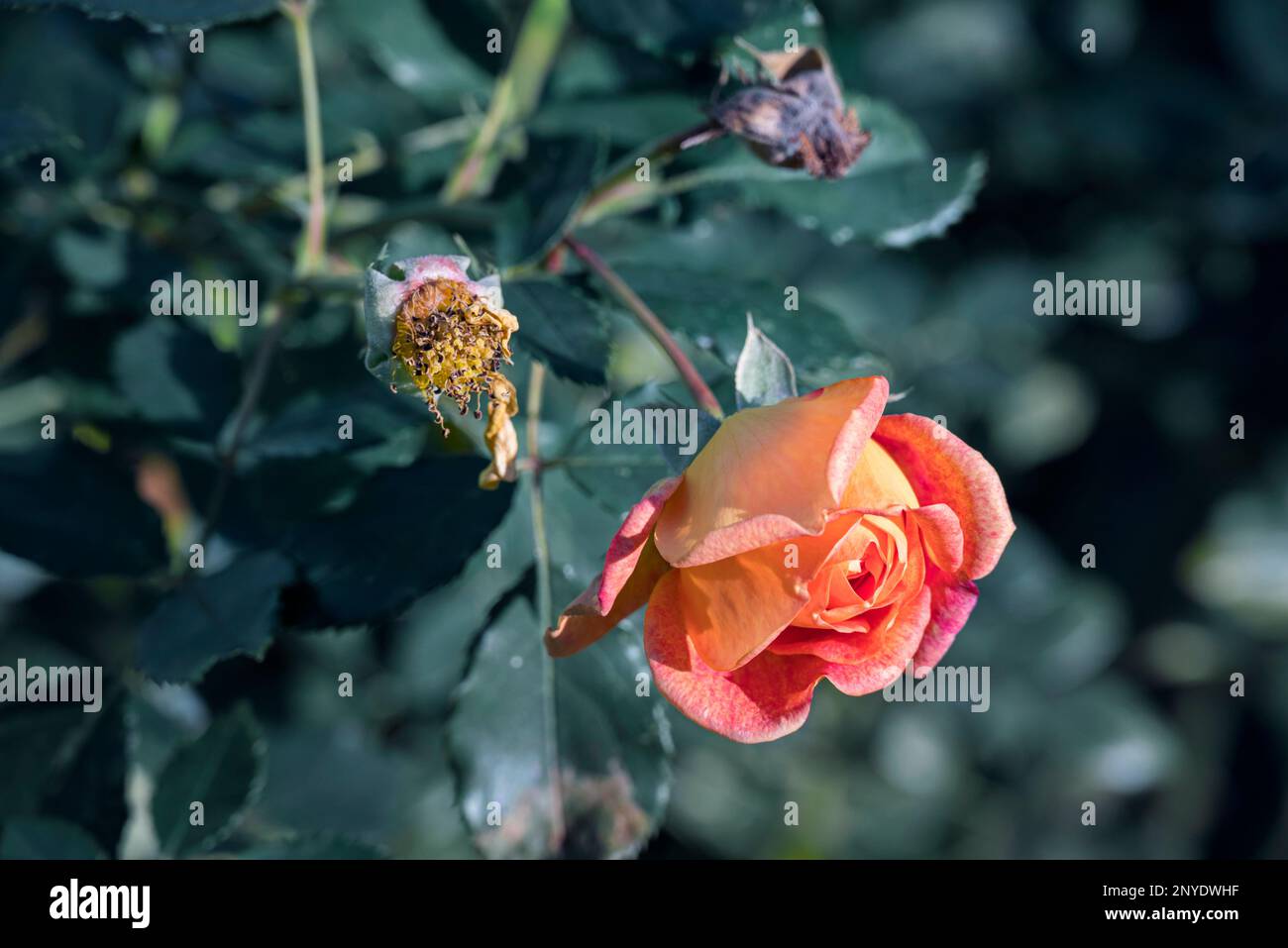 Feeling flower rose plant hi-res stock photography and images - Alamy