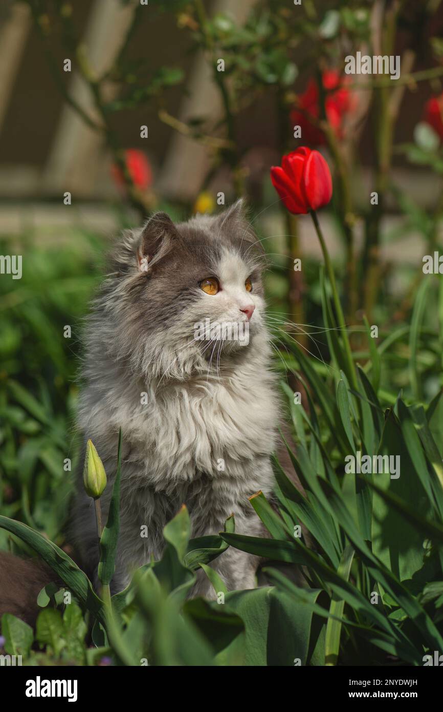 Colorful cute natural weather hi-res stock photography and images - Alamy
