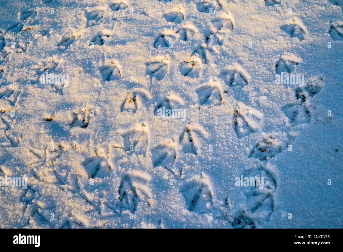 Animal bird footprints hi-res stock photography and images - Alamy