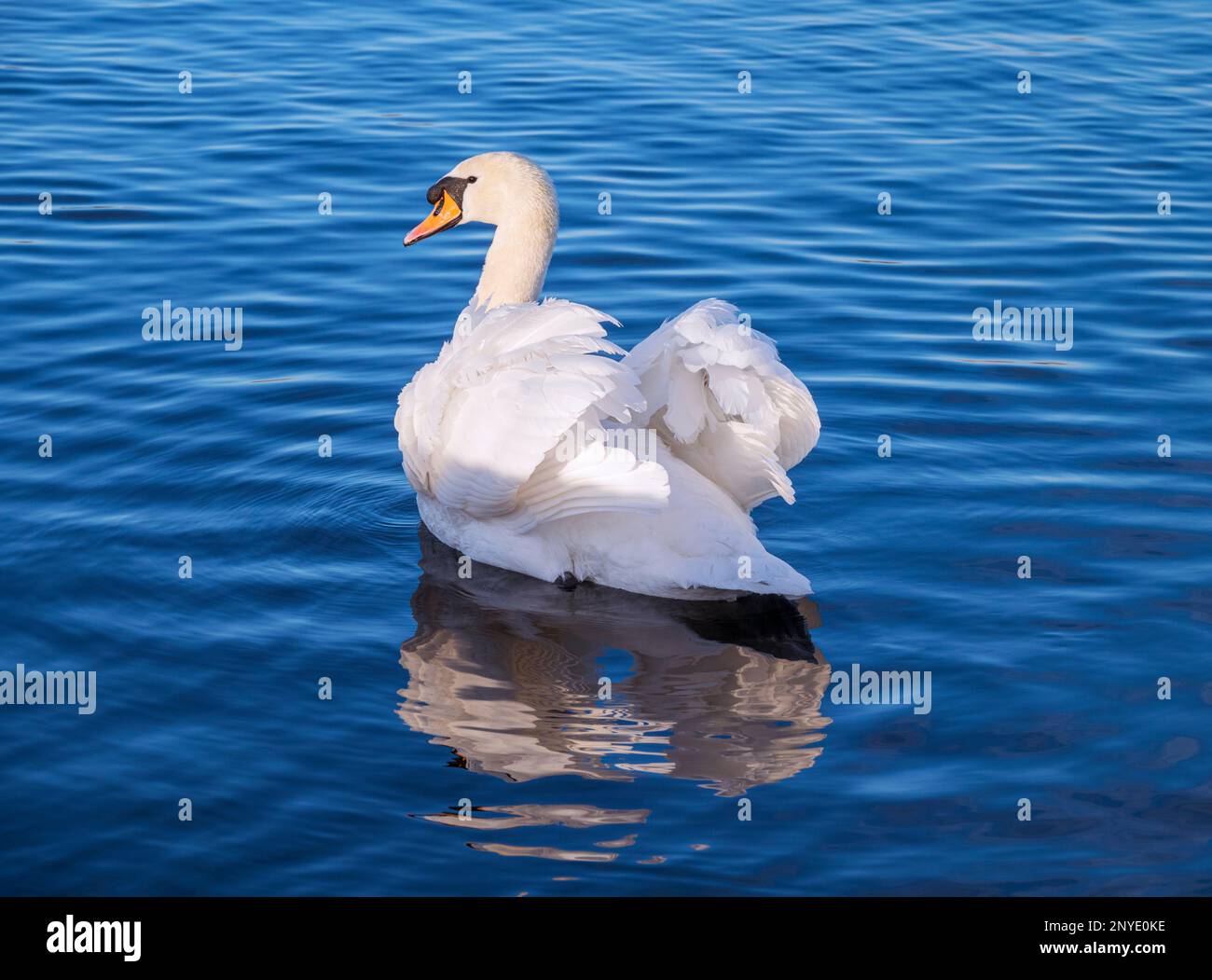 Swan sunbathing hi-res stock photography and images - Alamy