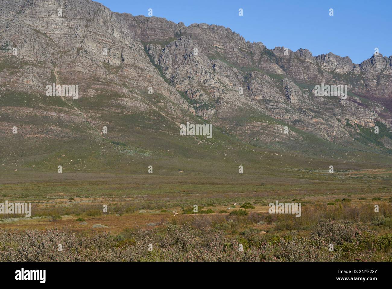 Escarpment rising above the plains and trees of Elandsberg Nature ...