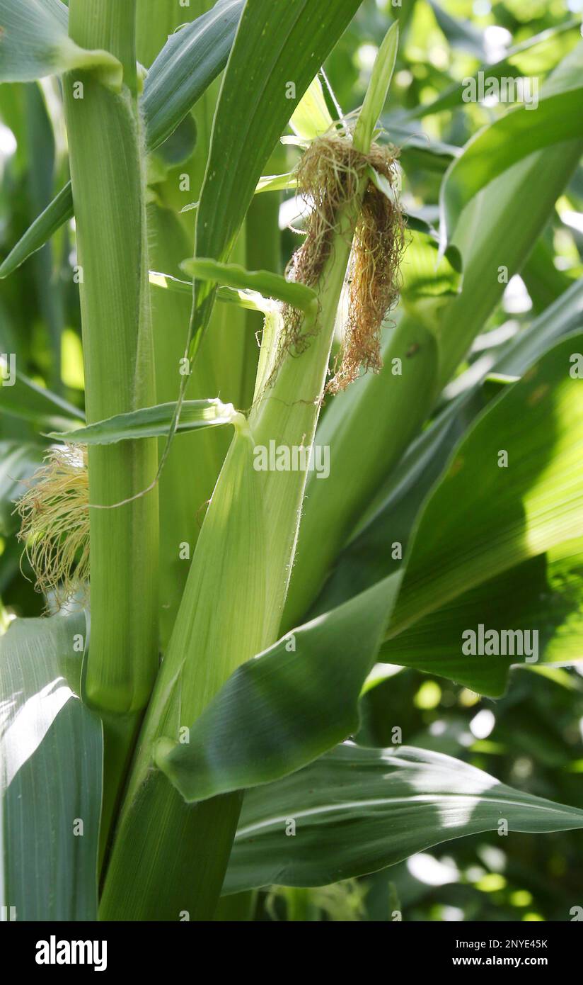 In this July 25, 2017 photo, an ear of sacred Pawnee white flour corn ...
