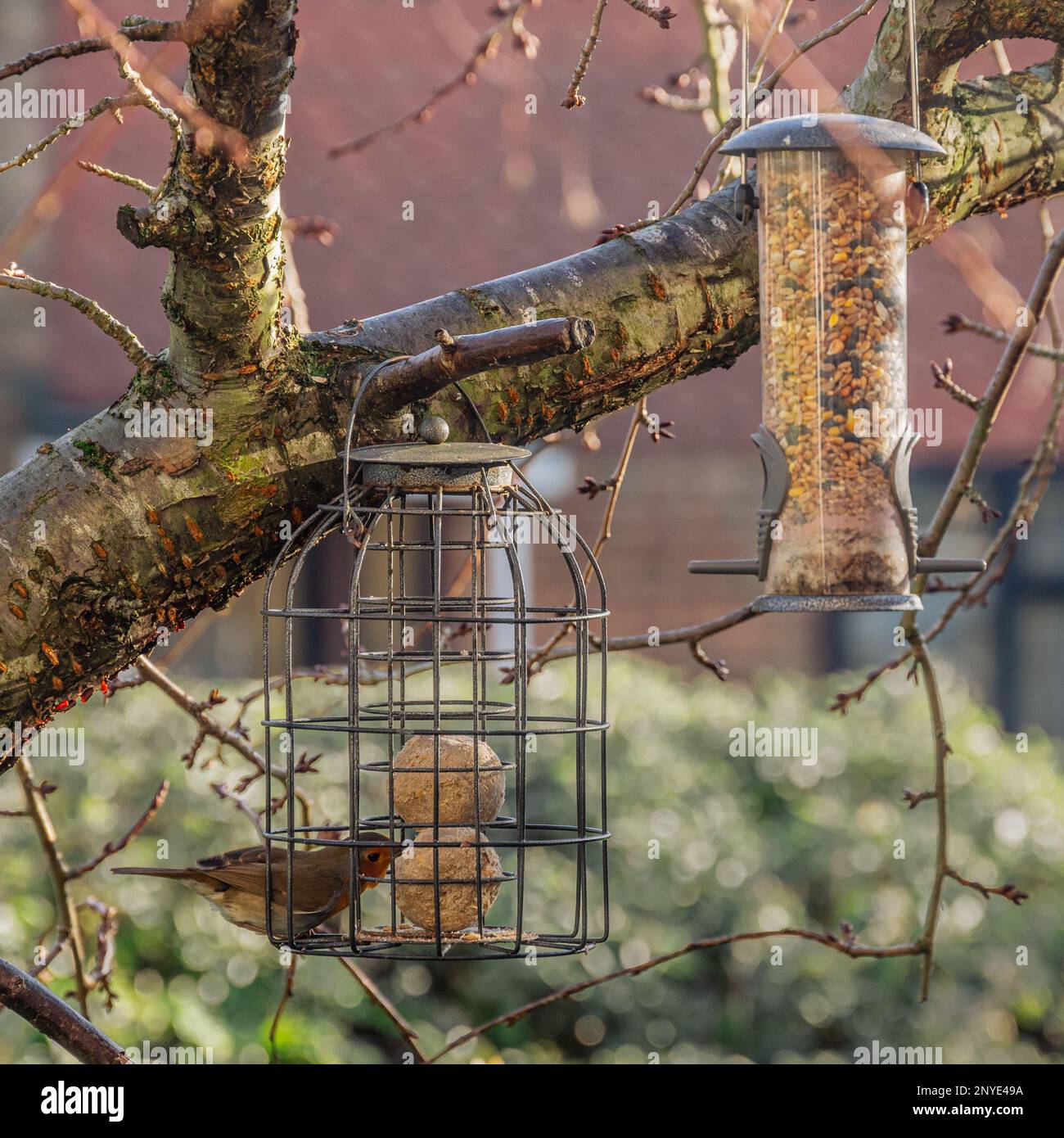 Beautiful garden bird feeder hi-res stock photography and images - Alamy