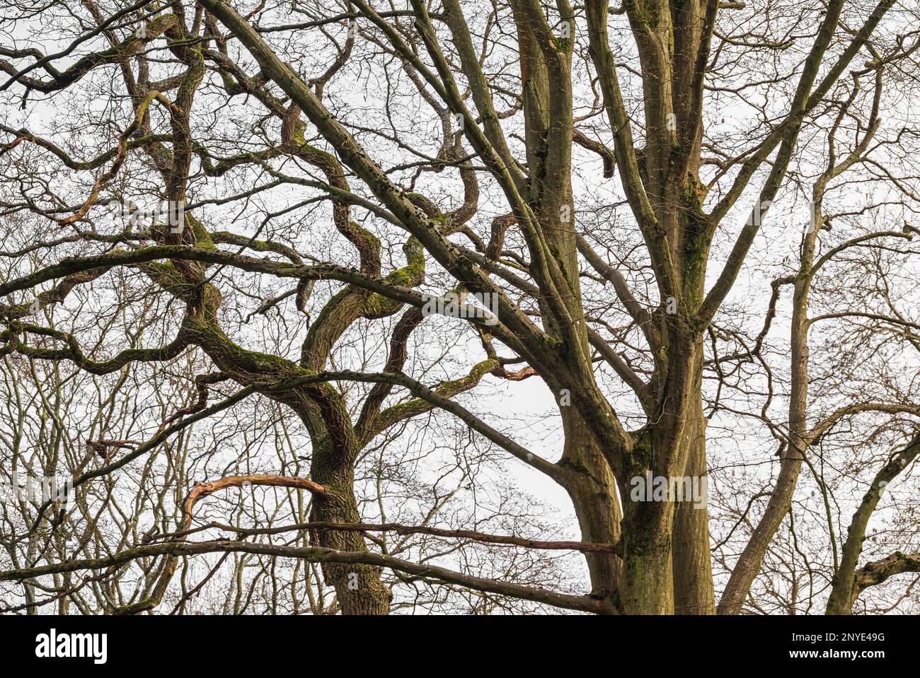 Leafless canopy hi-res stock photography and images - Alamy