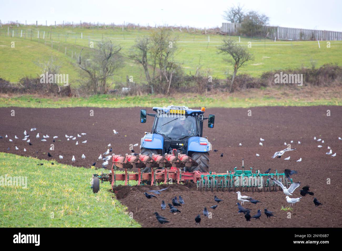 Flocks crows hi-res stock photography and images - Alamy