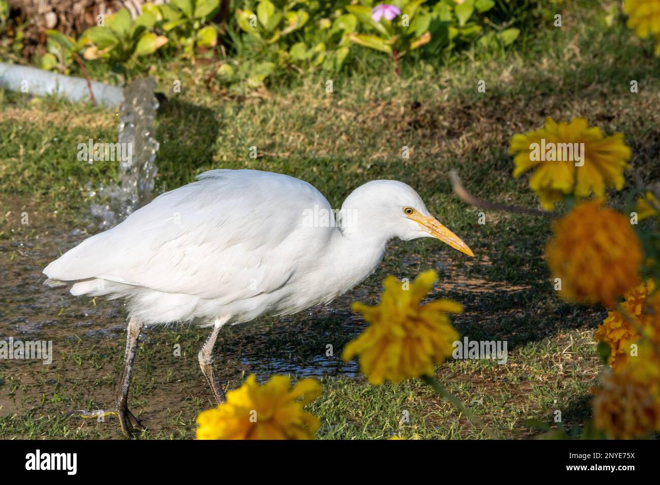 a Cattle Egret (Bubulcus ibis) on a background of green lawn grass and ...