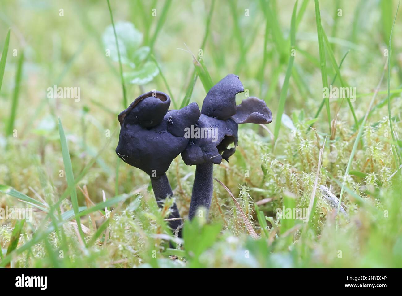 Helvella fallax, previously called Helvella atra, a saddle fungus from ...