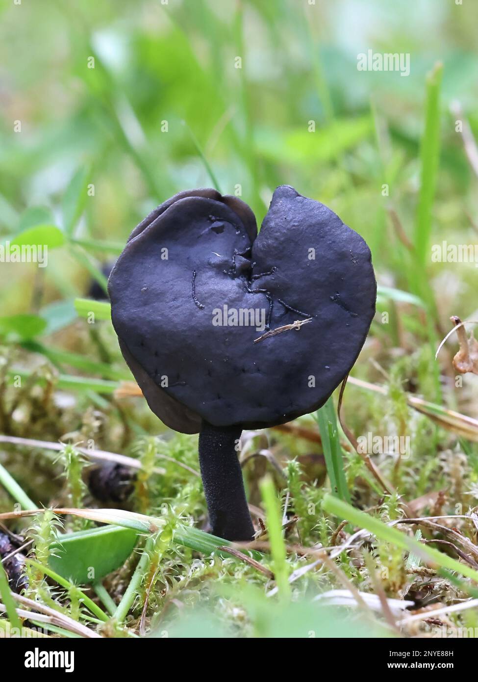 Helvella fallax, previously called Helvella atra, a saddle fungus from ...