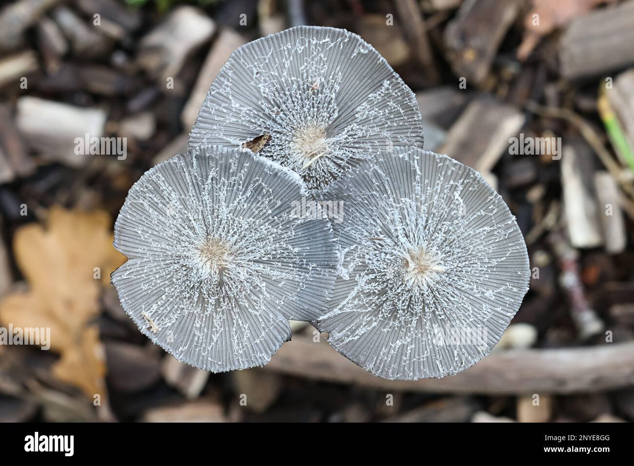 Coprinopsis lagopus, also called Coprinus lagopus, commonly known as ...