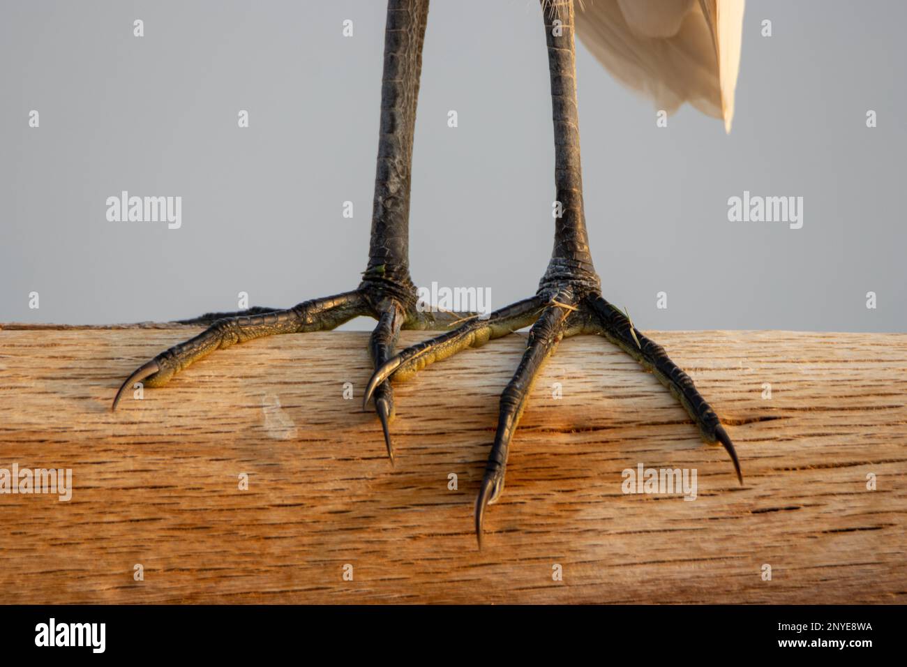 Cattle Egret (Bubulcus ibis) close up of feet gripping a wooden rail ...