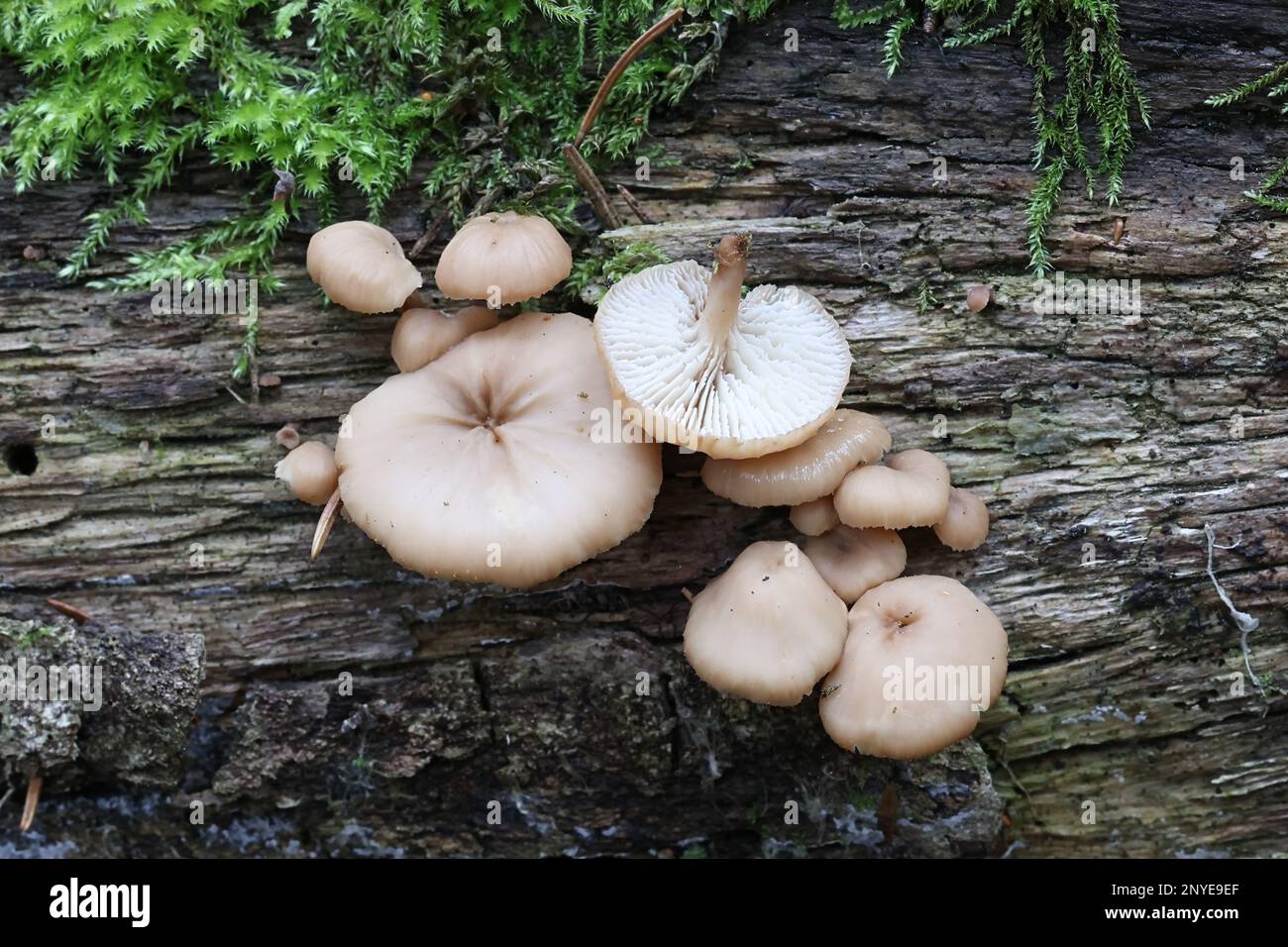 Lentinellus flabelliformis, commonly known as navel sawgill, wild ...