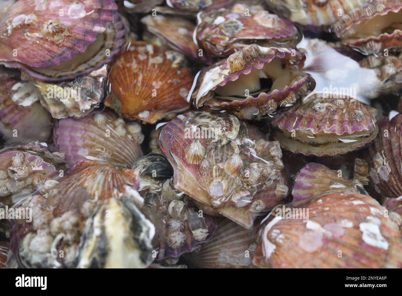 Red scallops in water hi-res stock photography and images - Alamy
