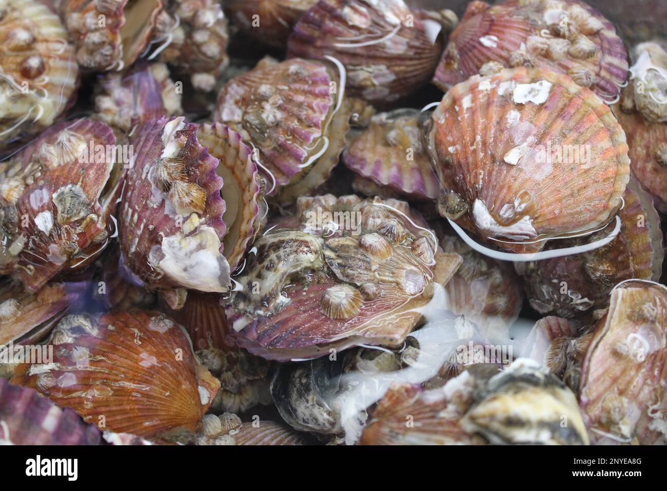 Live red scallops in seafood market Stock Photo - Alamy