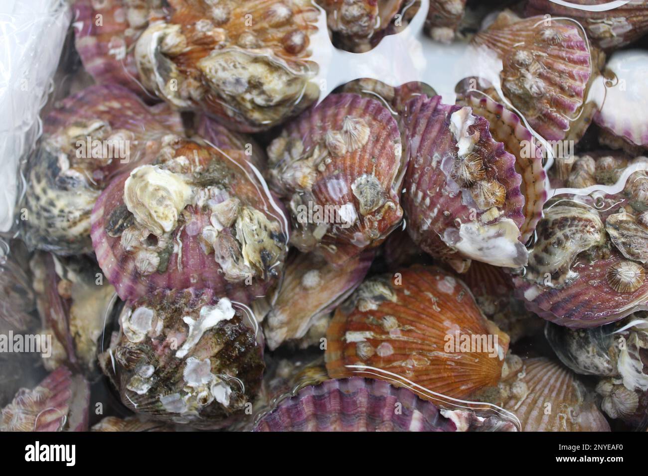 Scallops white background hi-res stock photography and images - Alamy