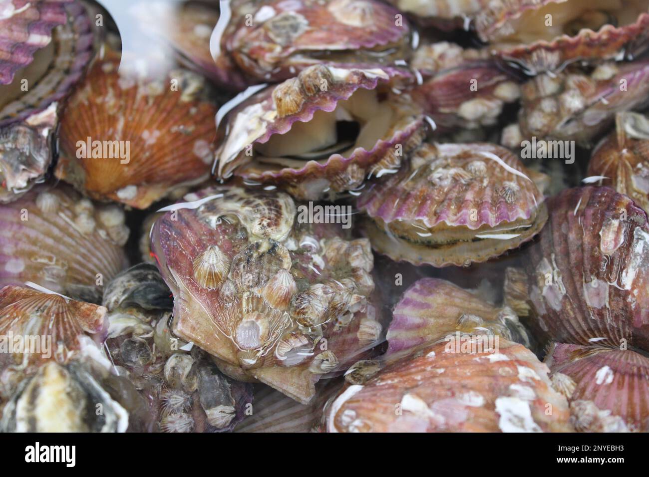 Red scallops in water hi-res stock photography and images - Alamy