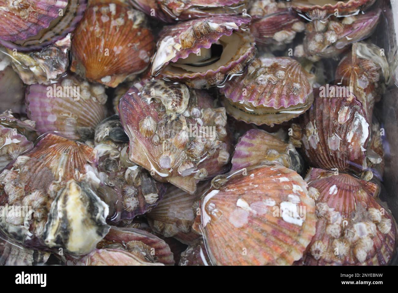 Live red scallops in seafood market Stock Photo - Alamy