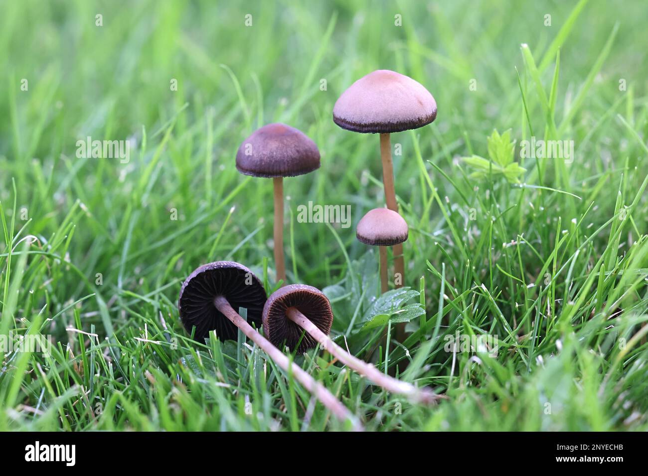 Panaeolus foenisecii, commonly called the mower's mushroom, haymaker or ...