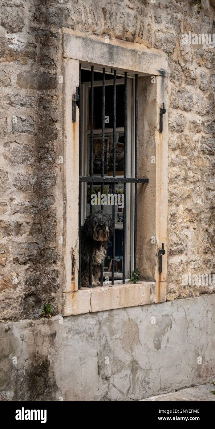 Scruffy dog looking through a barred window in the old town of Budva ...