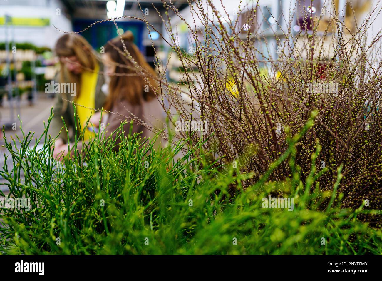 Flower market, close-up on the plants and two women in the background ...