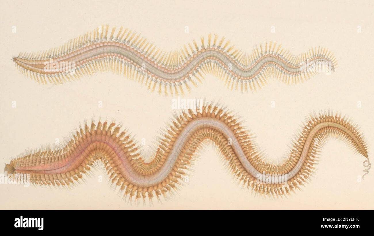 A monograph of the British marine annelids 1908 Plate text Nephtys caeca (Fabricius, 1780 Stock ...