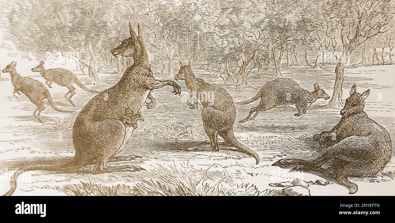 Where to see kangaroos in western australia hi-res stock photography and images - Alamy