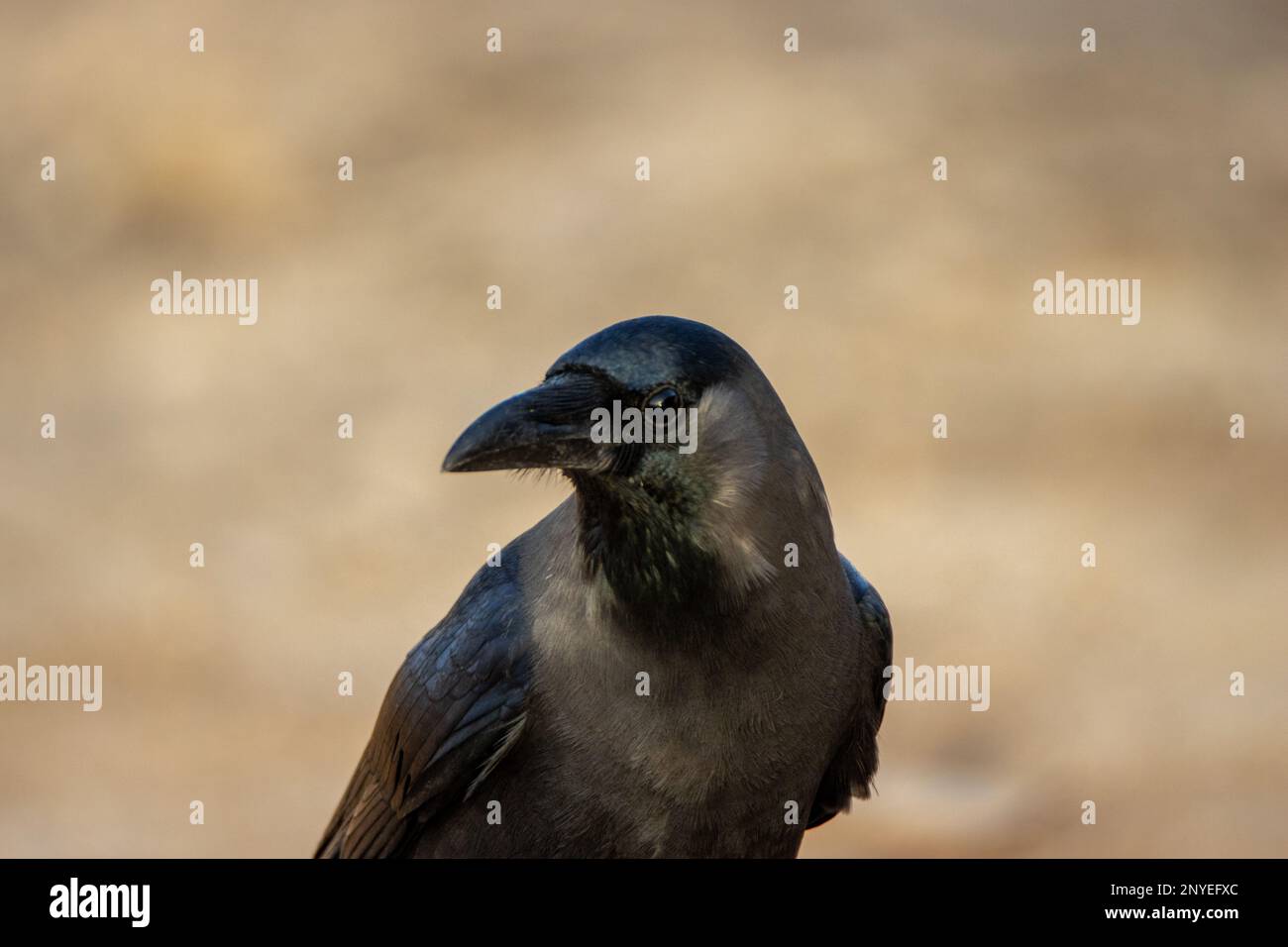 Grey necked crow hi-res stock photography and images - Alamy