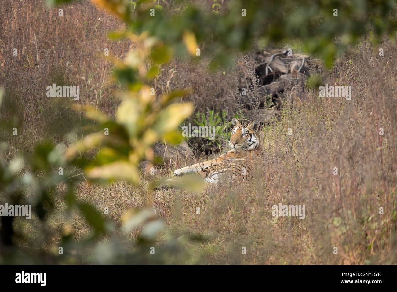 Female Bengal Tiger, Panthera Tigris, Pench National Park Madhya ...