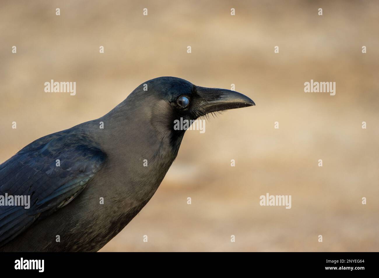 close up of the head of a House Crow (Corvus splendens) isolated on a ...