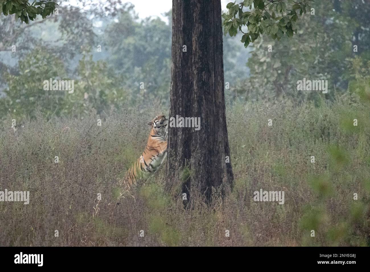 Female Bengal Tiger, Panthera Tigris, marking her territory by scratching tree, Pench National ...