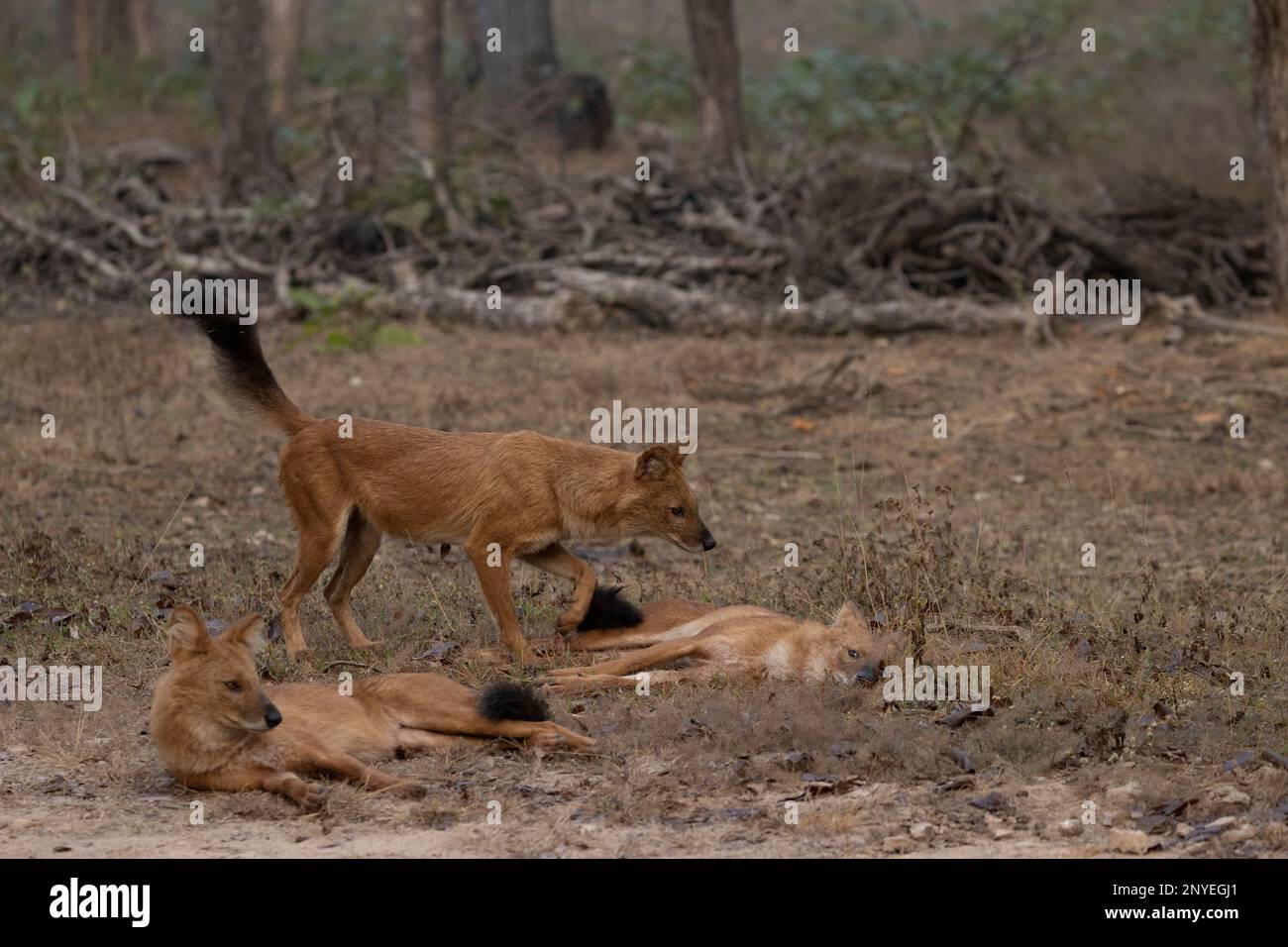 Asiatic Wild dog, Dhole, Cuon Alpinus, Pench National Park, Madhya ...