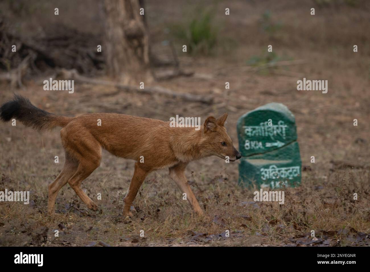 Mowgli pench sanctuary hi-res stock photography and images - Alamy
