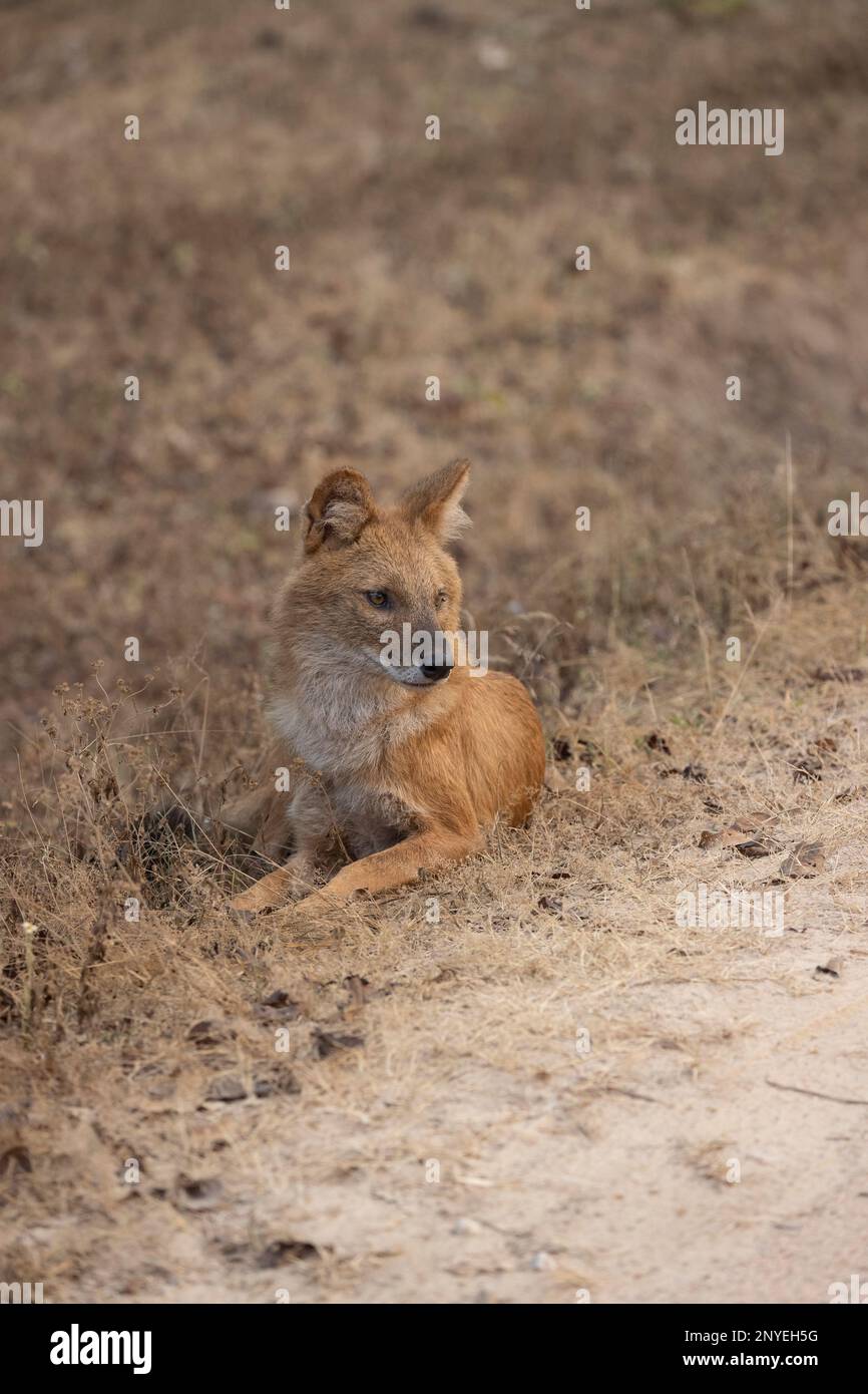 Asiatic Wild dog, Dhole, Cuon Alpinus, Pench National Park, Madhya ...