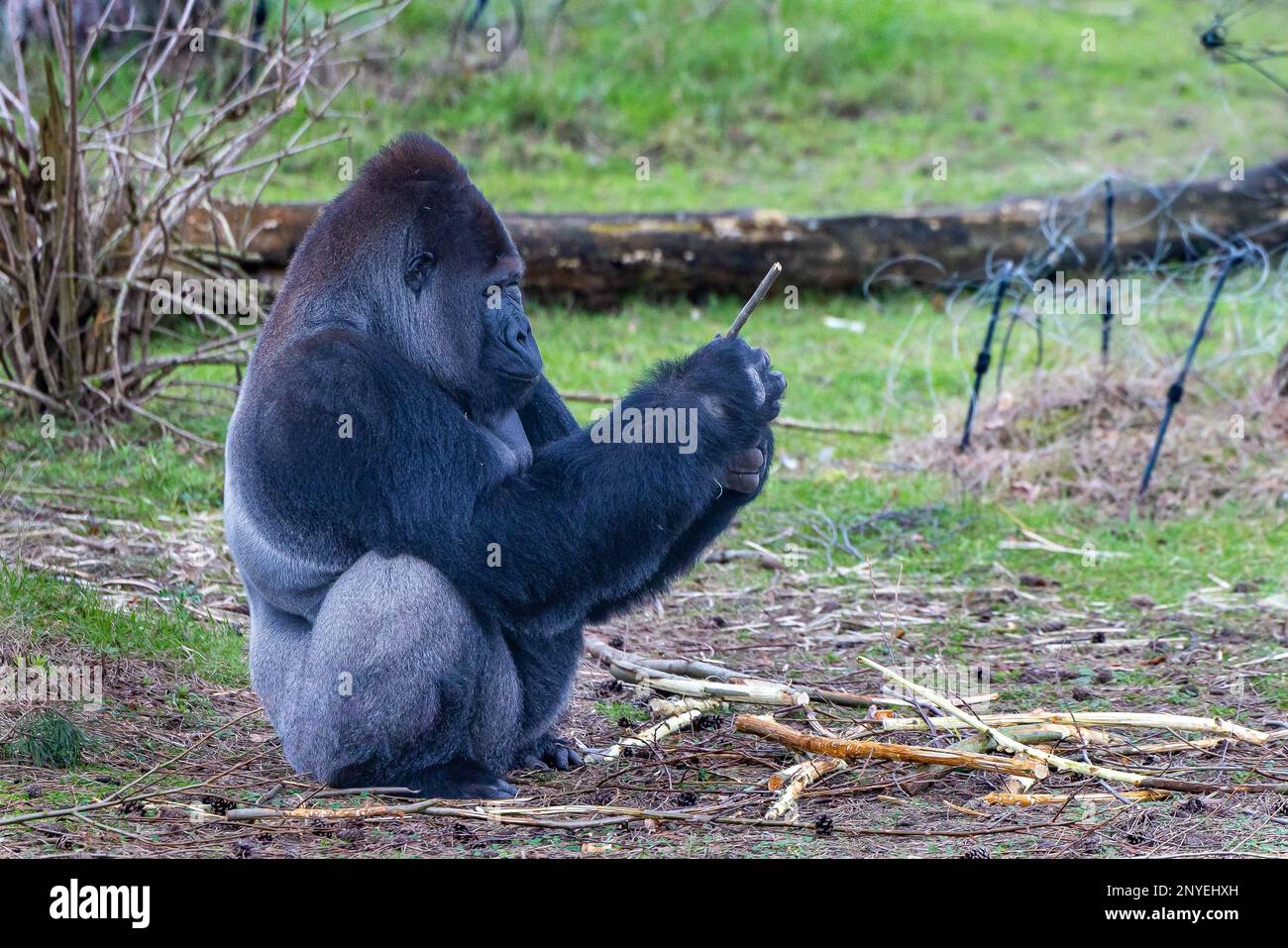 A powerful western lowland gorilla sitting on the ground, looking off ...